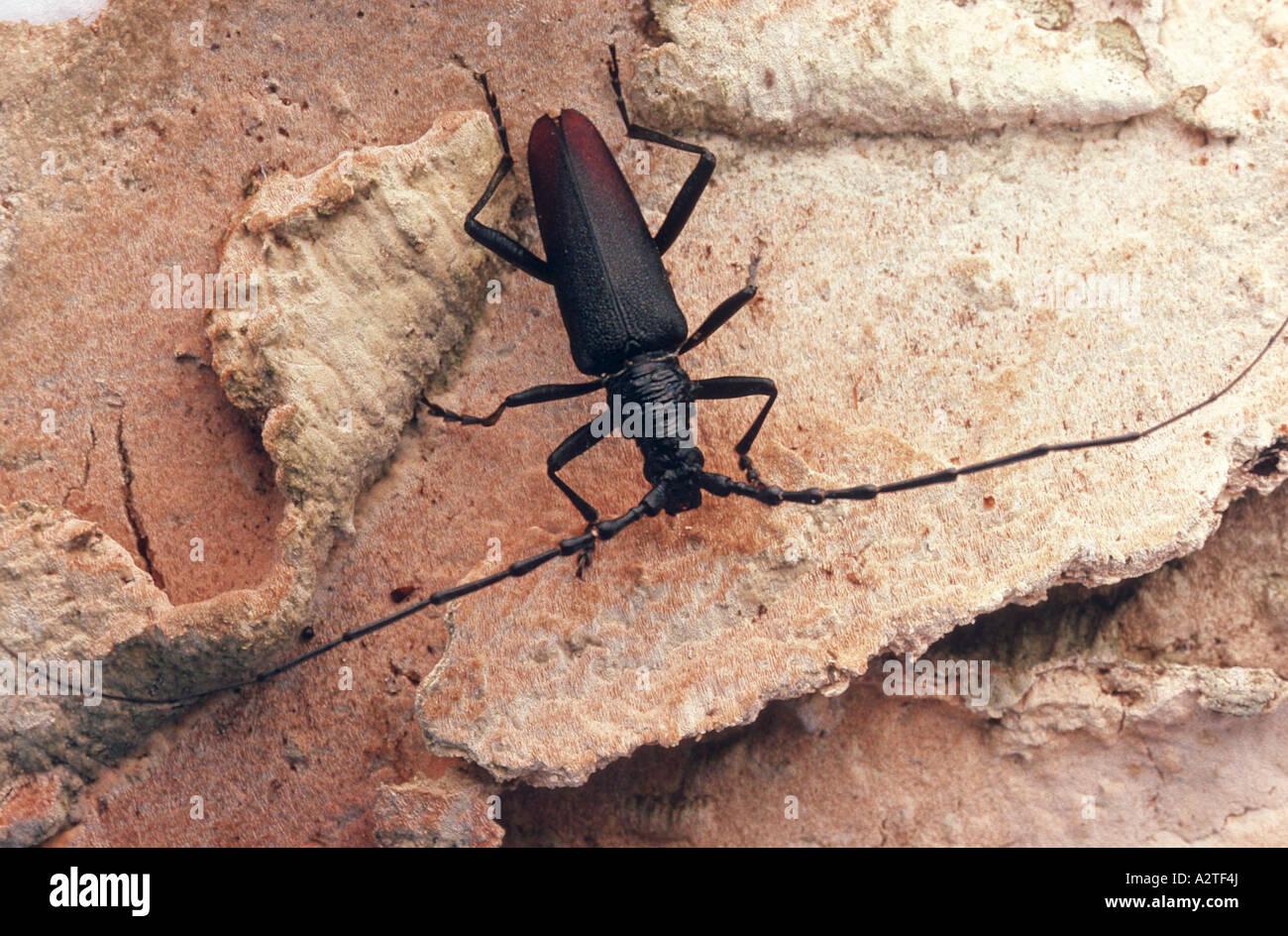 great capricorn beetle, oak cerambyx (Cerambyx cerdo), imago Stock ...