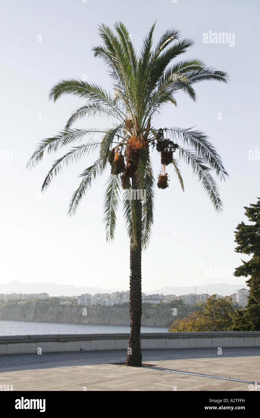 date palm (Phoenix dactylifera), with fruits, Turkey Stock Photo - Alamy