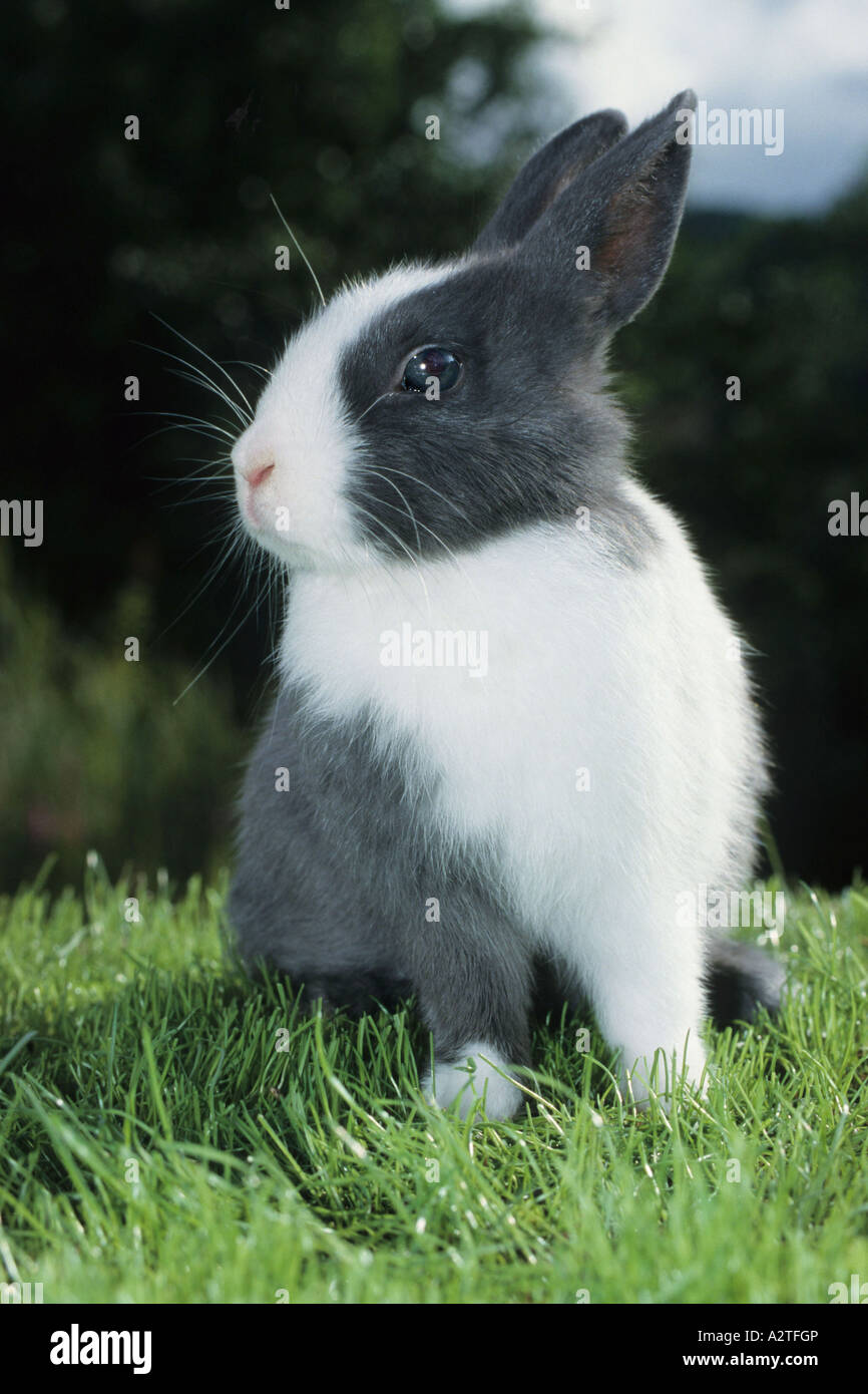 dwarf rabbit (Oryctolagus cuniculus f. domestica), short-eared dwarf ...