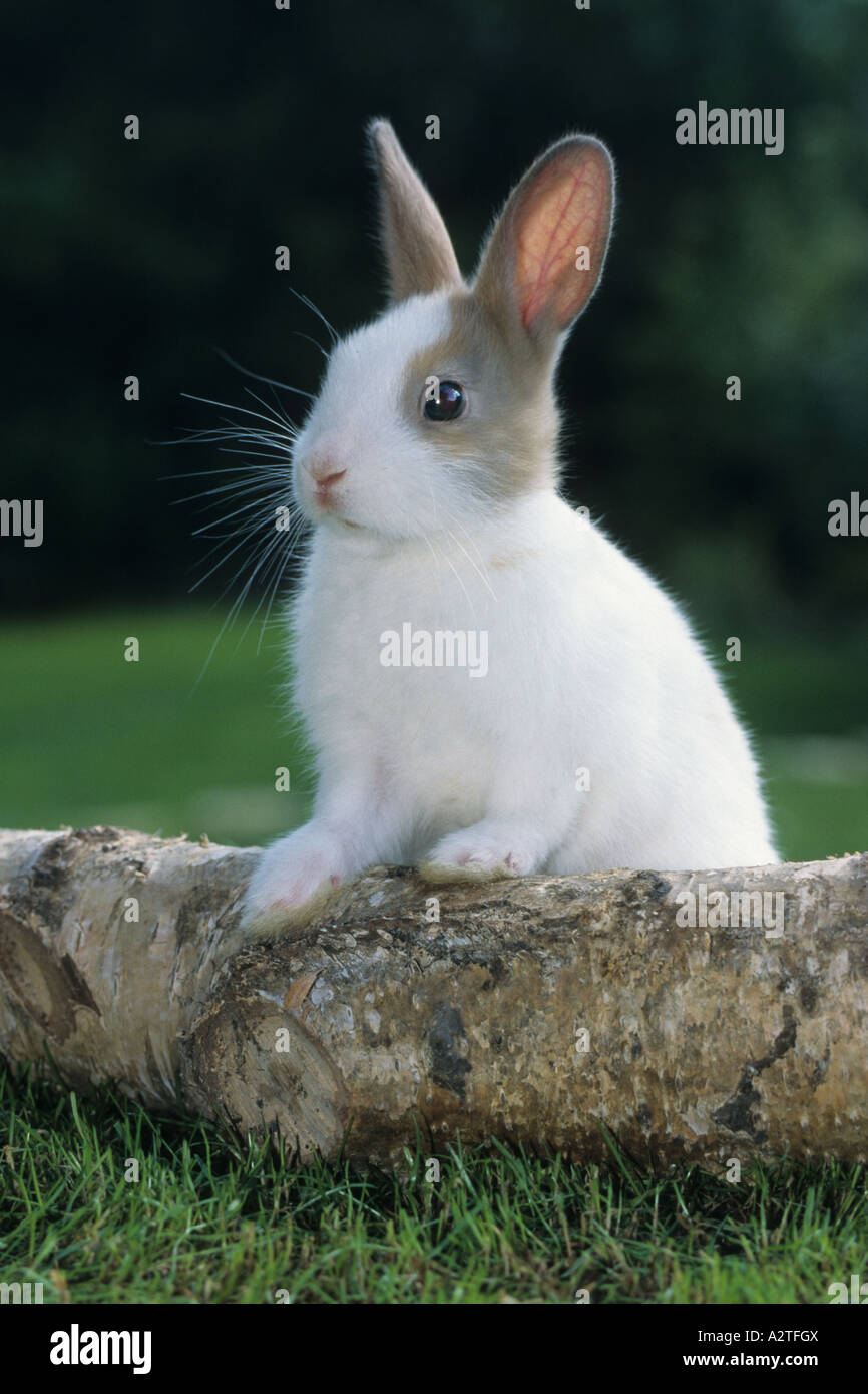 dwarf rabbit (Oryctolagus cuniculus f. domestica), sitting on tree ...
