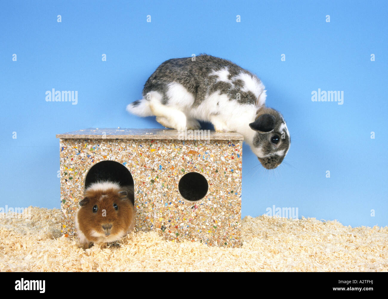 Guinea pig and dwarf rabbit (Cavia aperea f. porcellus, Oryctolagus ...