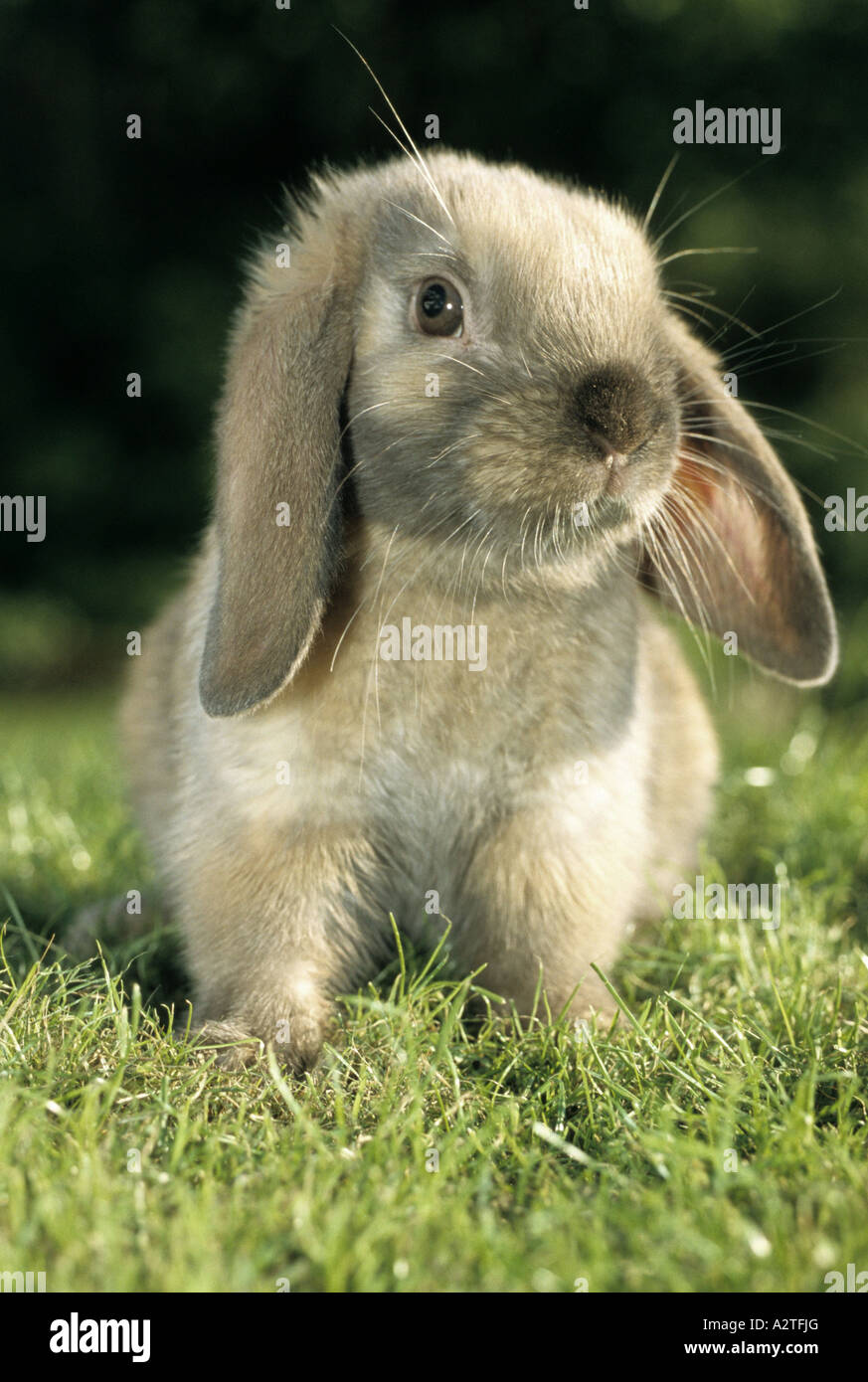 dwarf rabbit (Oryctolagus cuniculus f. domestica), Lop-eared dwarf ...