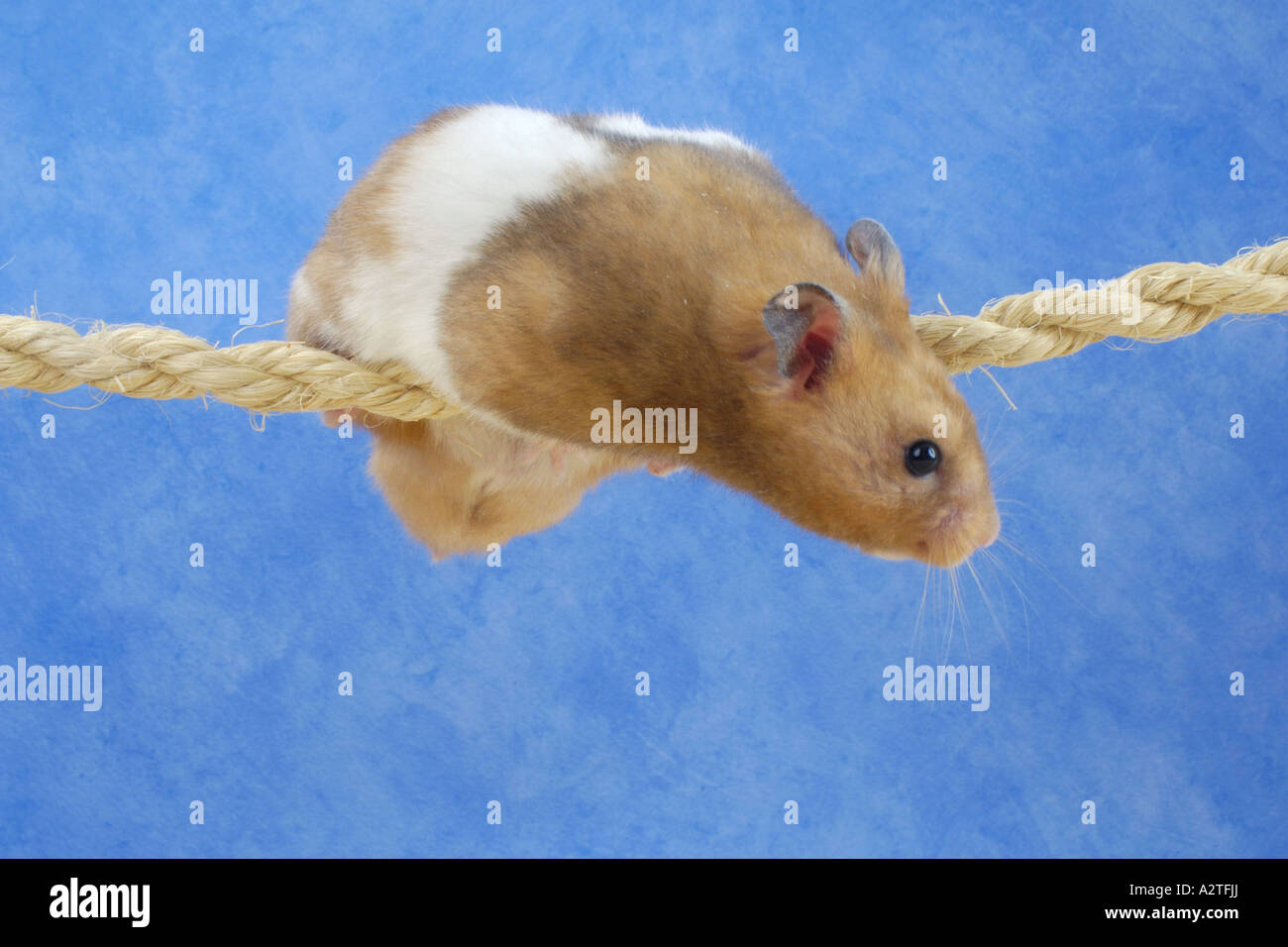 Climbing hamster High Resolution Stock Photography and Images - Alamy
