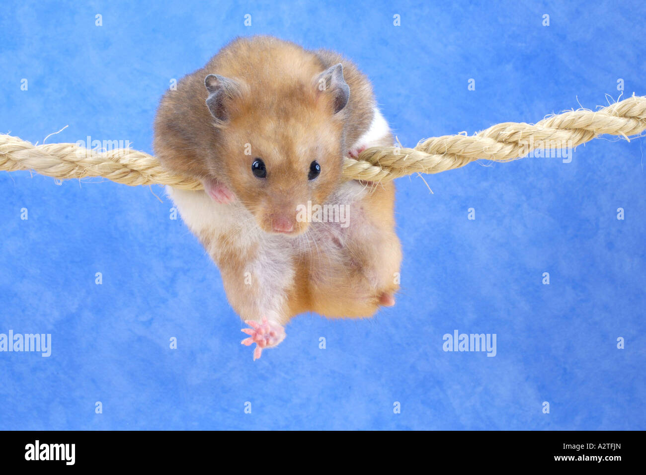 golden hamster (Mesocricetus auratus), climbing on rope Stock Photo - Alamy