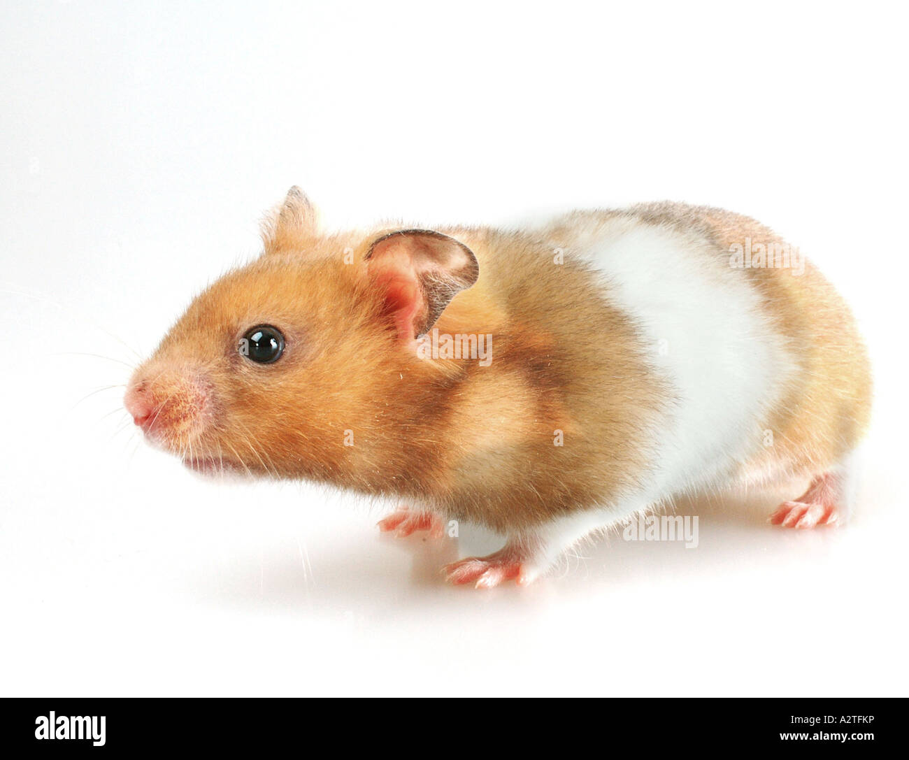 Golden hamster standing hi-res stock photography and images - Alamy