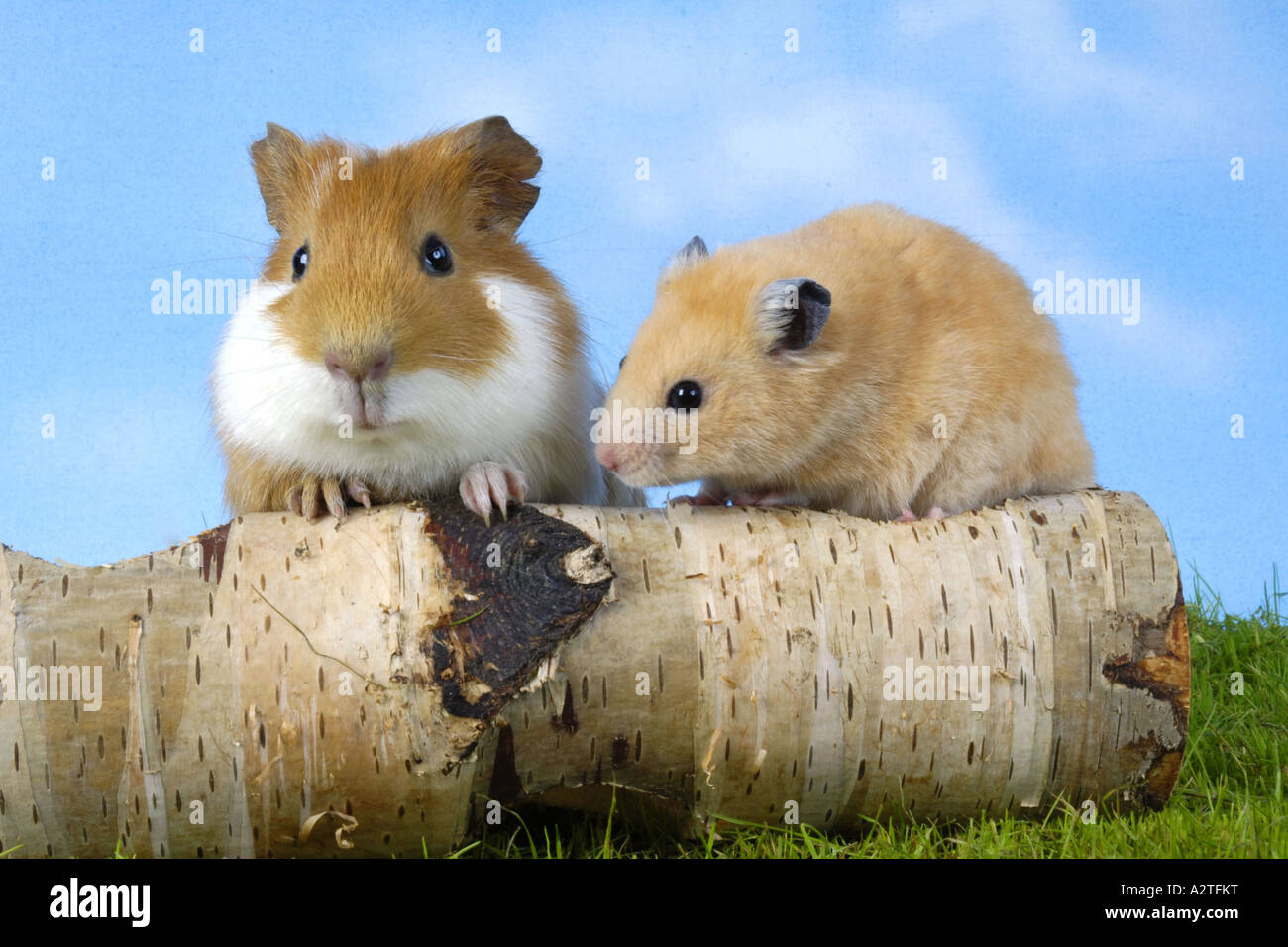 Golden Hamster and Guinea Pig (Cavia aperea f. porcellus, Mesocricetus ...