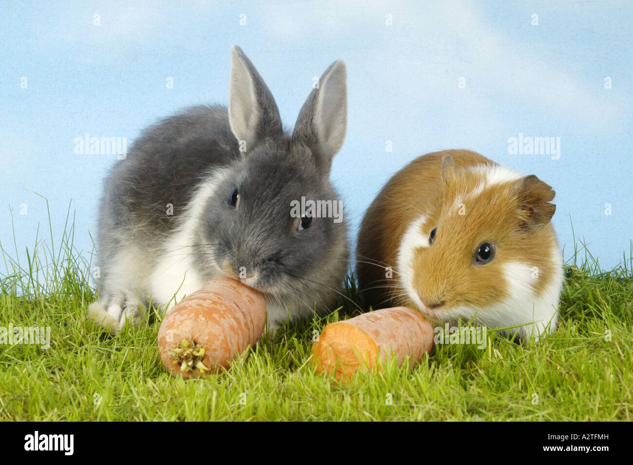 Two dwarf rabbits guinea pig hi-res stock photography and images - Alamy