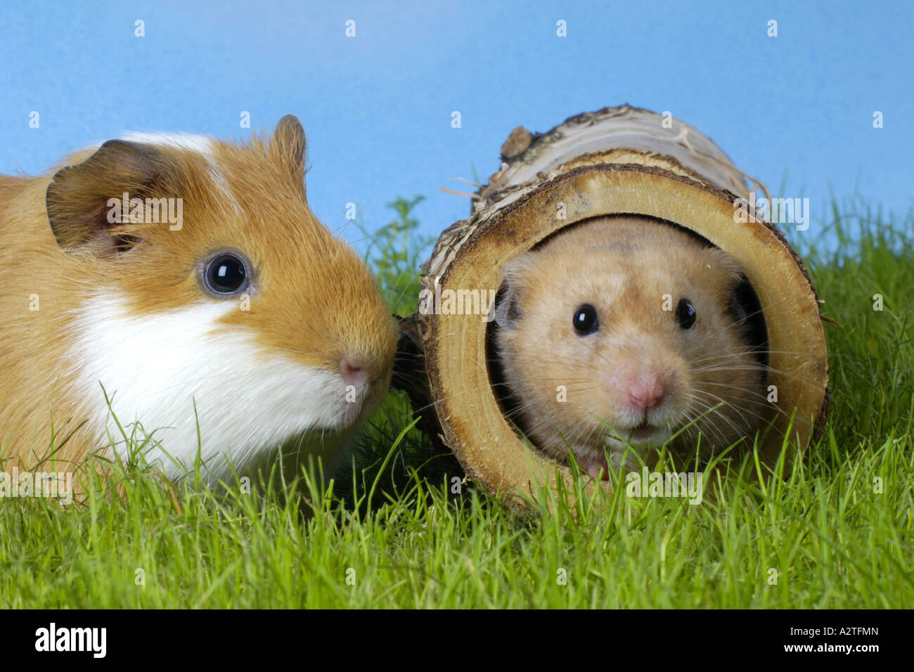 Golden Hamster and Guinea Pig (Cavia aperea f. porcellus, Mesocricetus ...