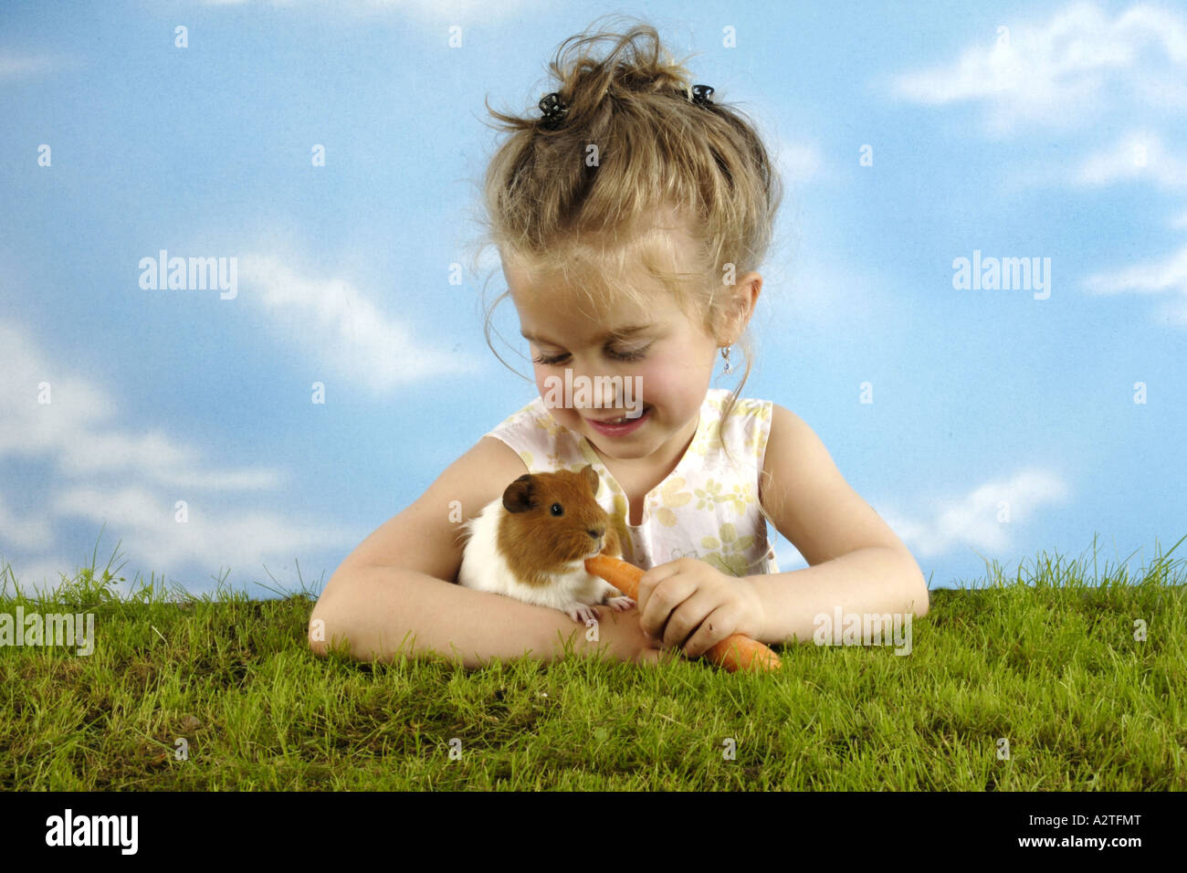 domestic Guinea pig (Cavia aperea f. porcellus), girl with Guinea Pig ...