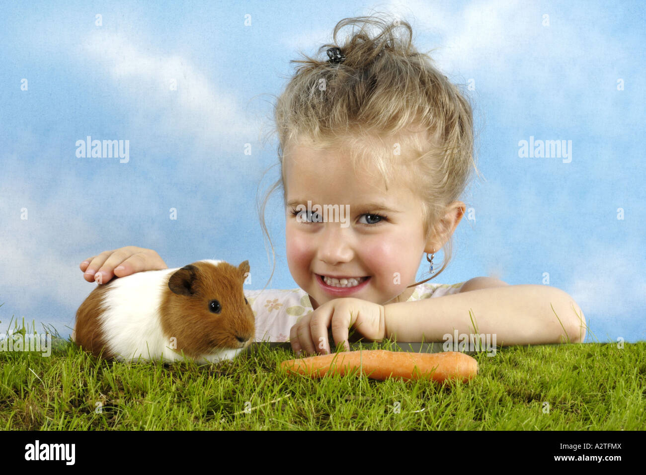 domestic Guinea pig (Cavia aperea f. porcellus), girl with Guinea Pig ...