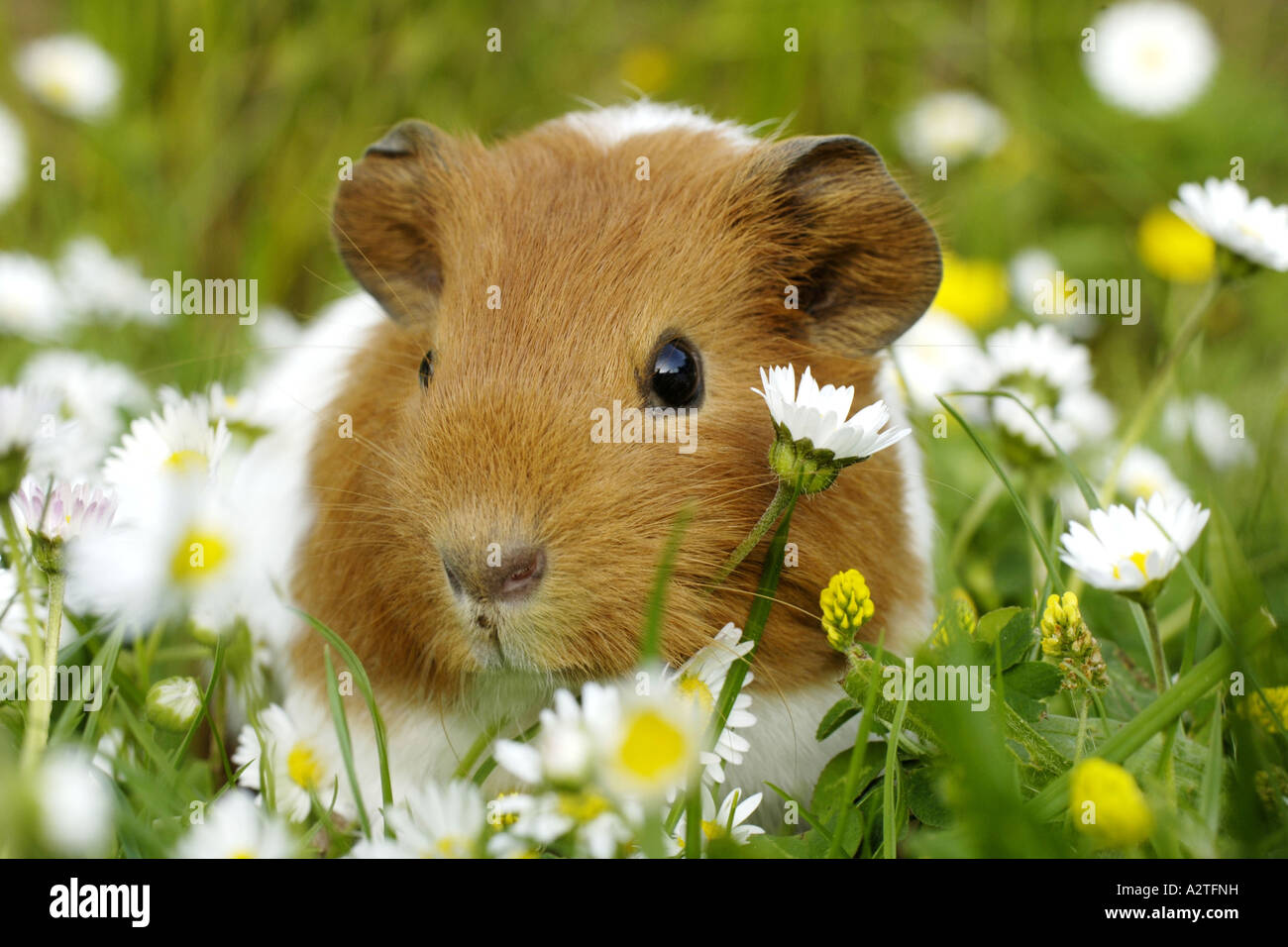 domestic Guinea pig (Cavia aperea f. porcellus), sitting in flower ...