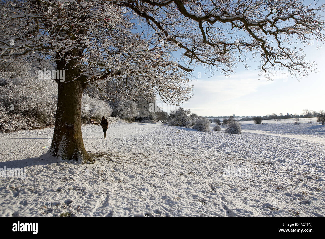 Walker on the snow covered Beverley Westwood common, East Yortkshire ...
