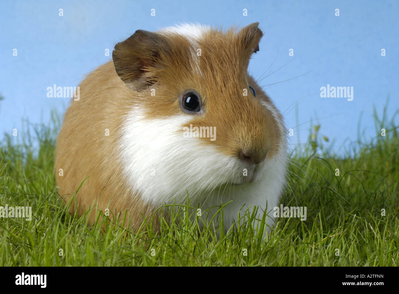 domestic Guinea pig (Cavia aperea f. porcellus), on a meadow Stock ...