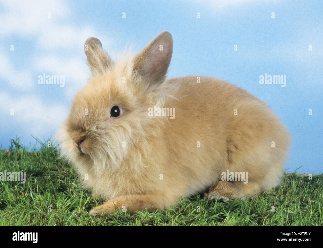 Baby Dwarf Angora Rabbits
