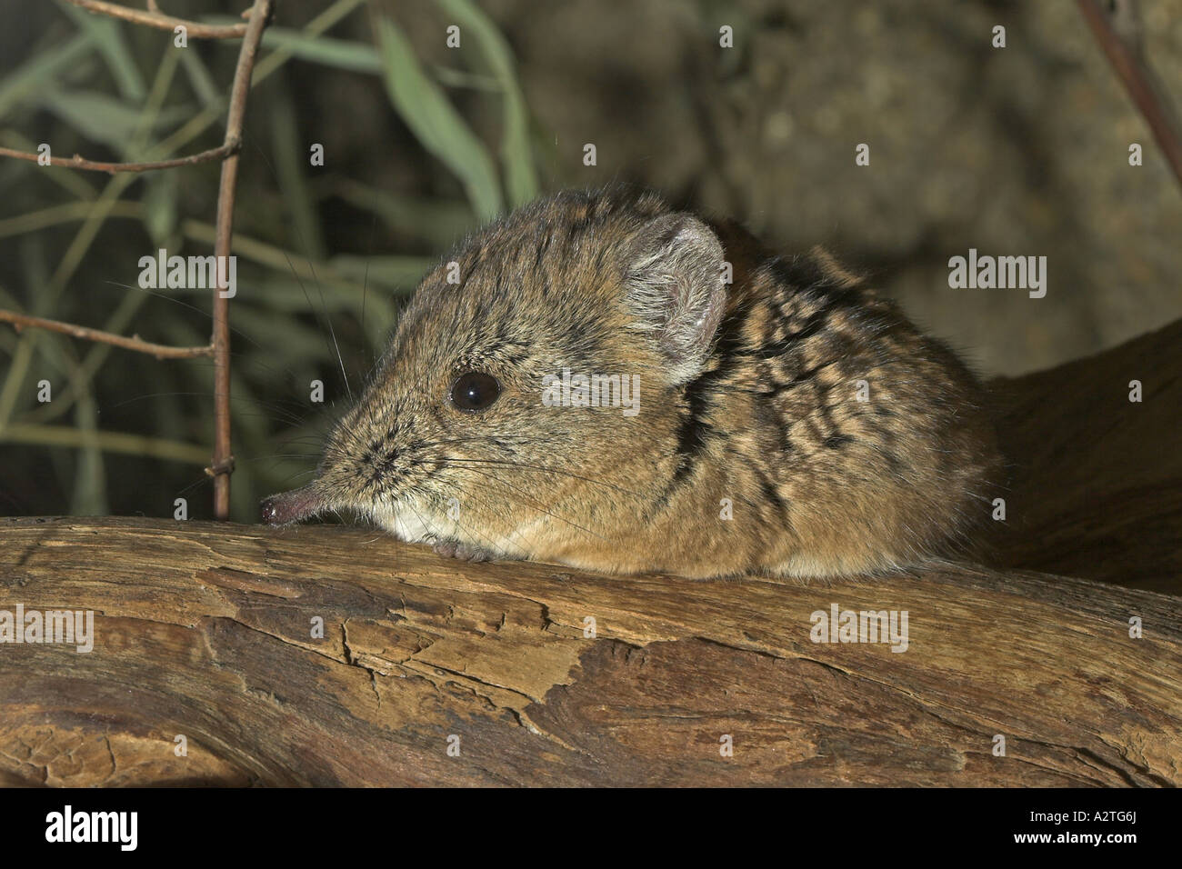 short-eared elephant shrew (Macroscelides proboscideus), portrait Stock ...