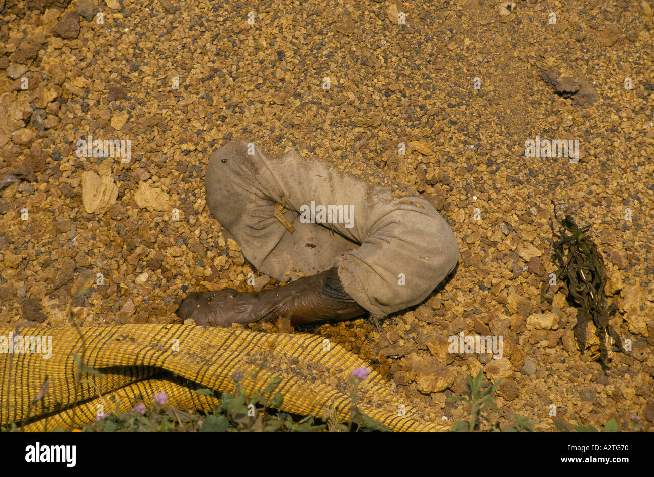 rwandan refugees july 1994 semi buried corpse at the side of the road ...