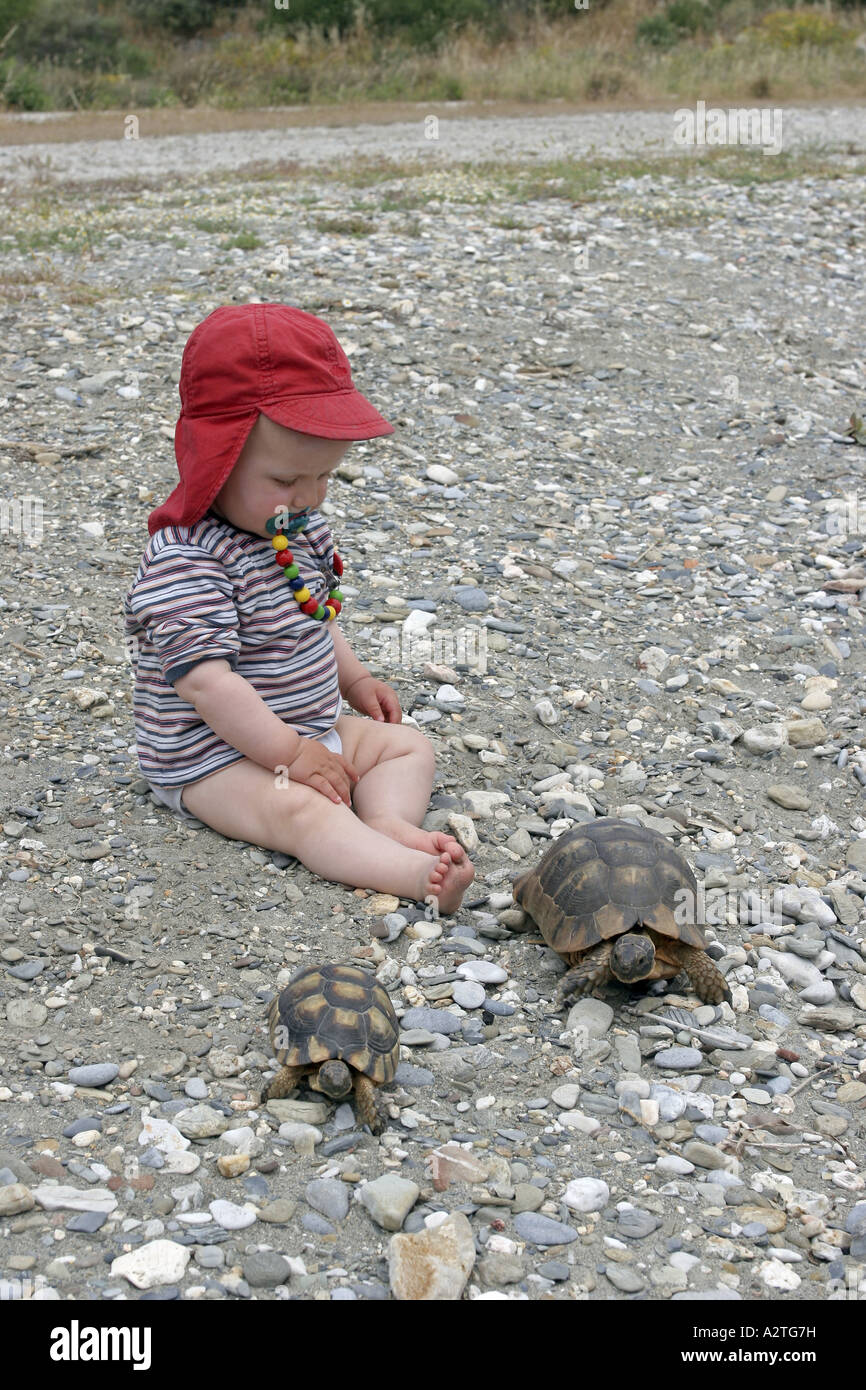 margined tortoise, marginated tortoise (Testudo marginata), with little ...