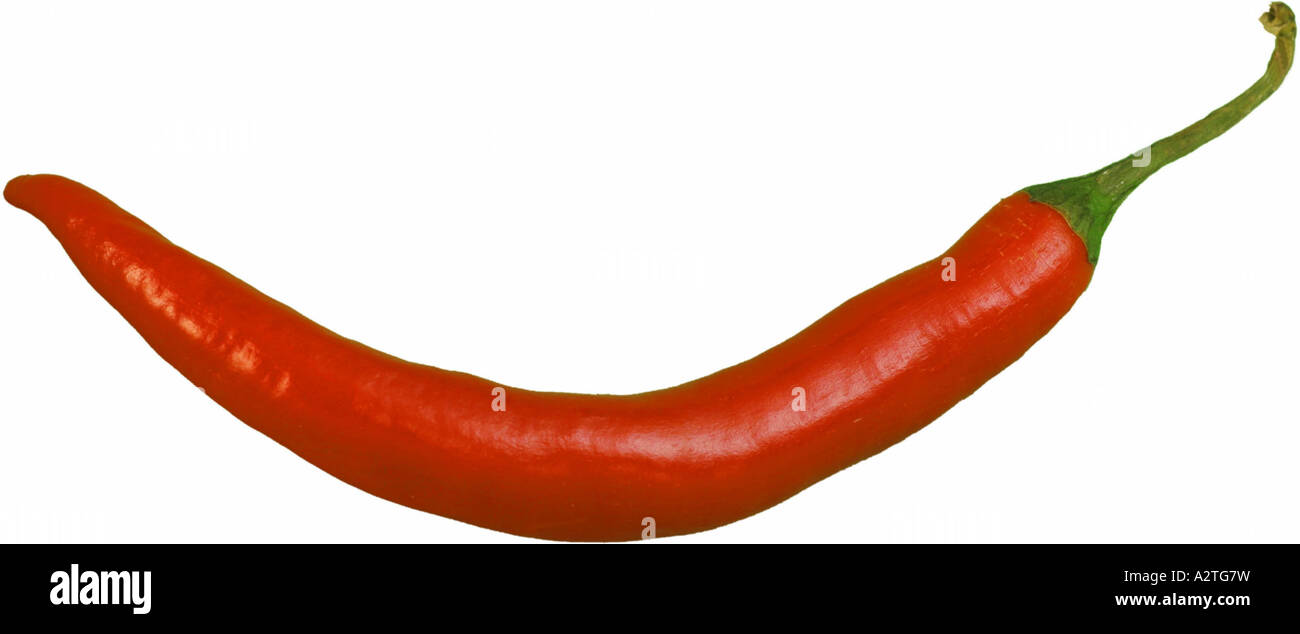 chili pepper, paprika (Capsicum annuum), Single Chili pepper Stock ...