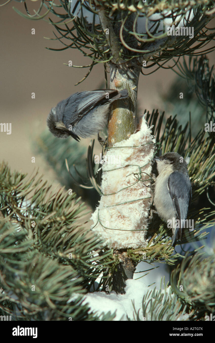 PYGMY NUTHATCHES EATING SUET TIED ON PINE TREE (SITTA PYGMAEA ...