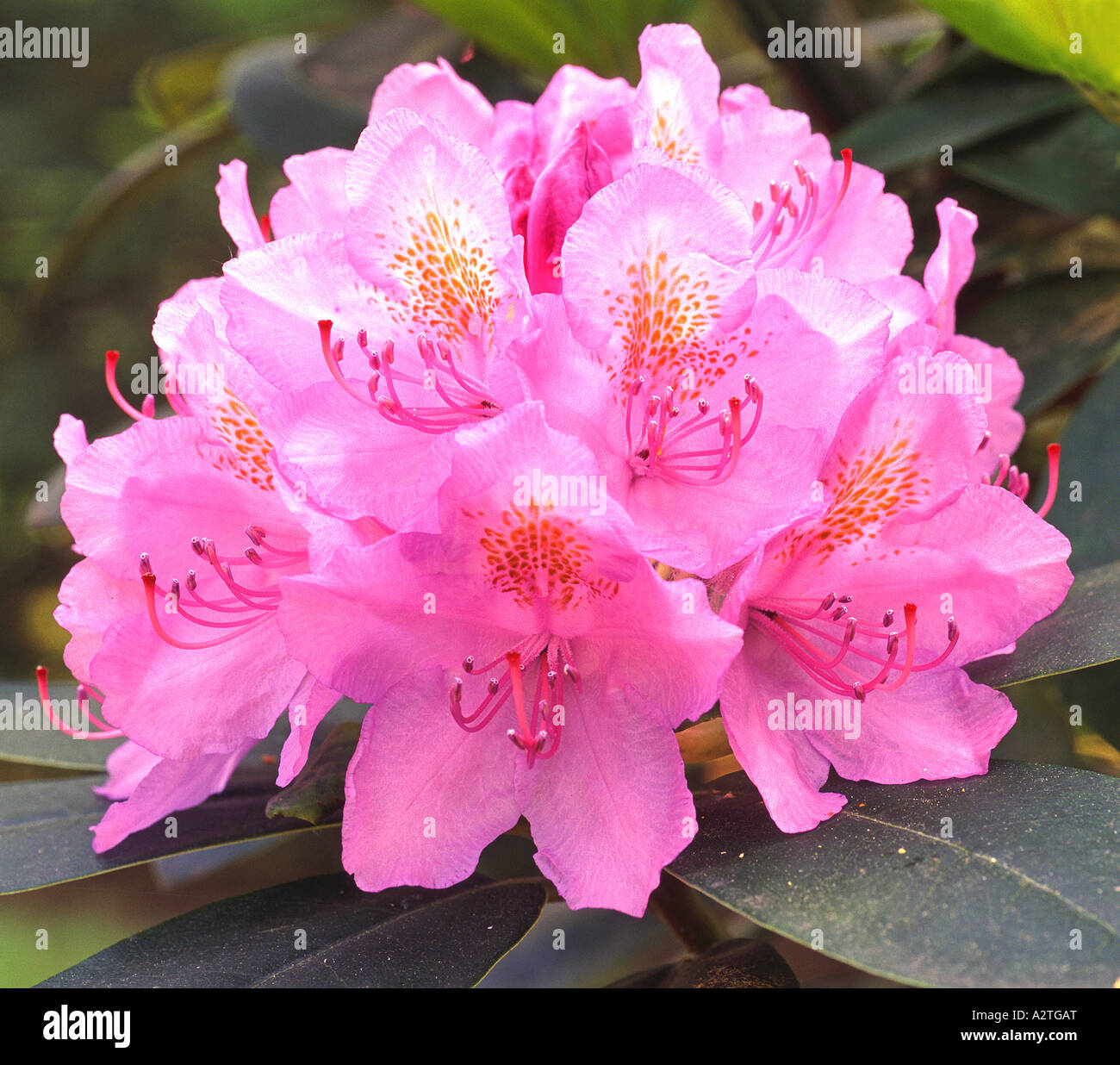 Pink rhododendron blooming Stock Photo - Alamy