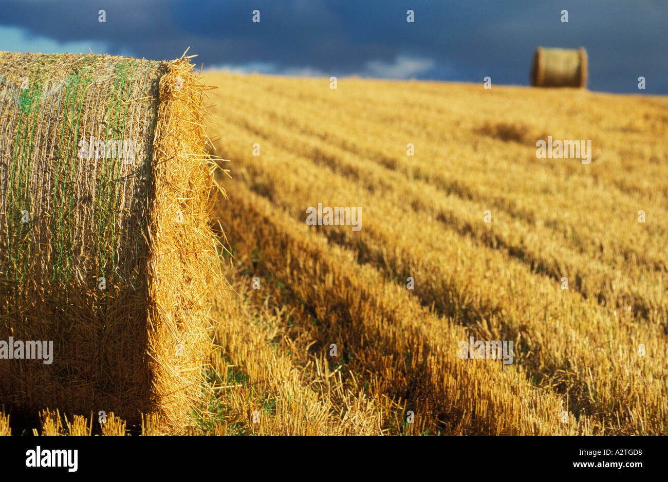 Rolled hay bales after threshing and harvest Highland Scotland UK GB EU ...