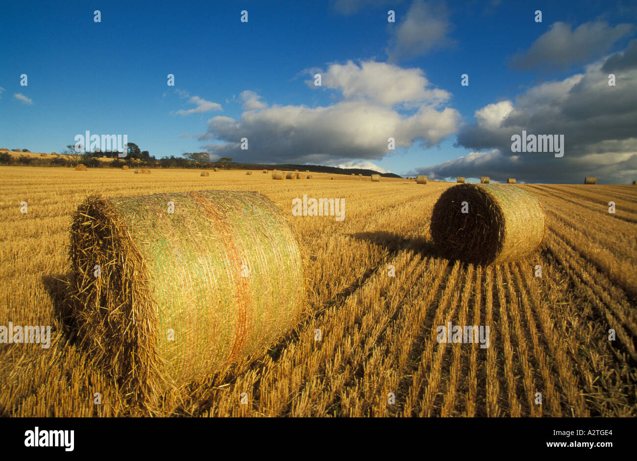 Rolled hay bales after threshing and harvest Highland Scotland UK GB ...