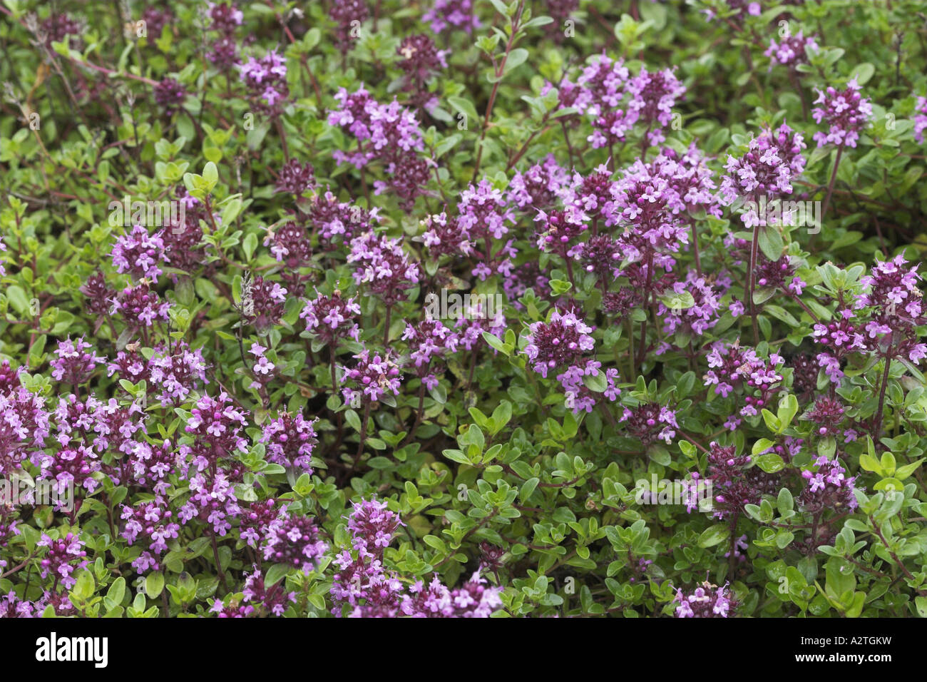 Thymus praecox arcticus hi-res stock photography and images - Alamy