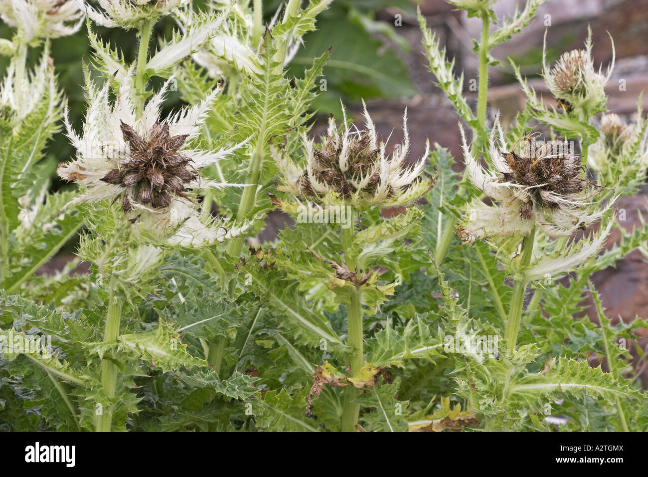 yellow thistle (Cirsium spinosissimum), inflorescences Stock Photo - Alamy