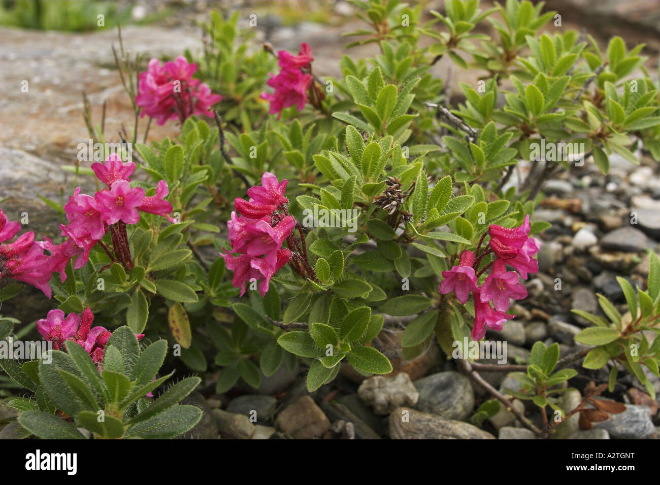 Hairy leaved alpine rose hi-res stock photography and images - Alamy