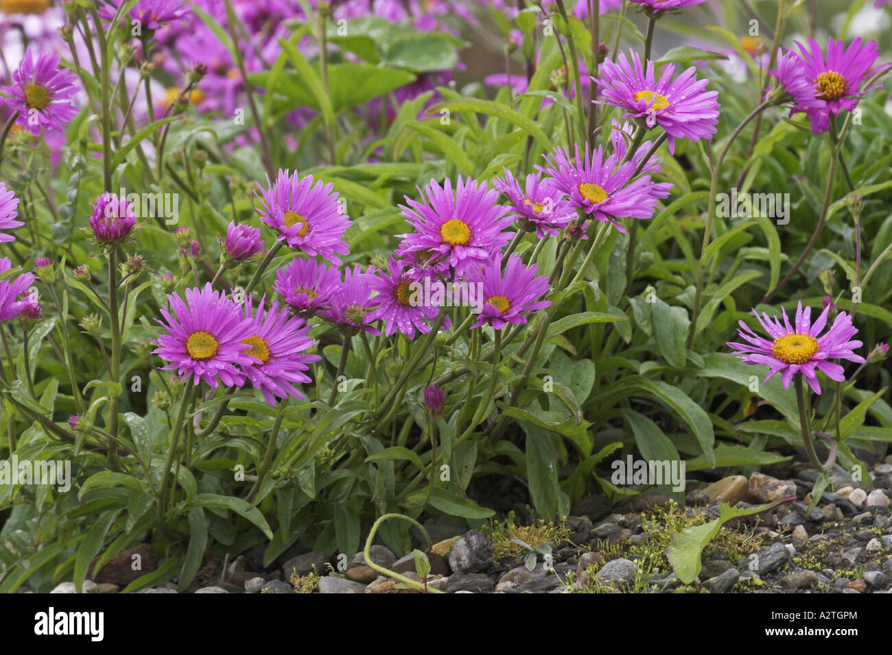 boreal aster, alpine aster (Aster alpinus), blooming Stock Photo - Alamy