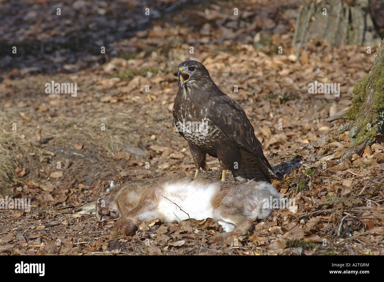 Eurasian buzzard (Buteo buteo), with European rabbit as prey, Germany ...