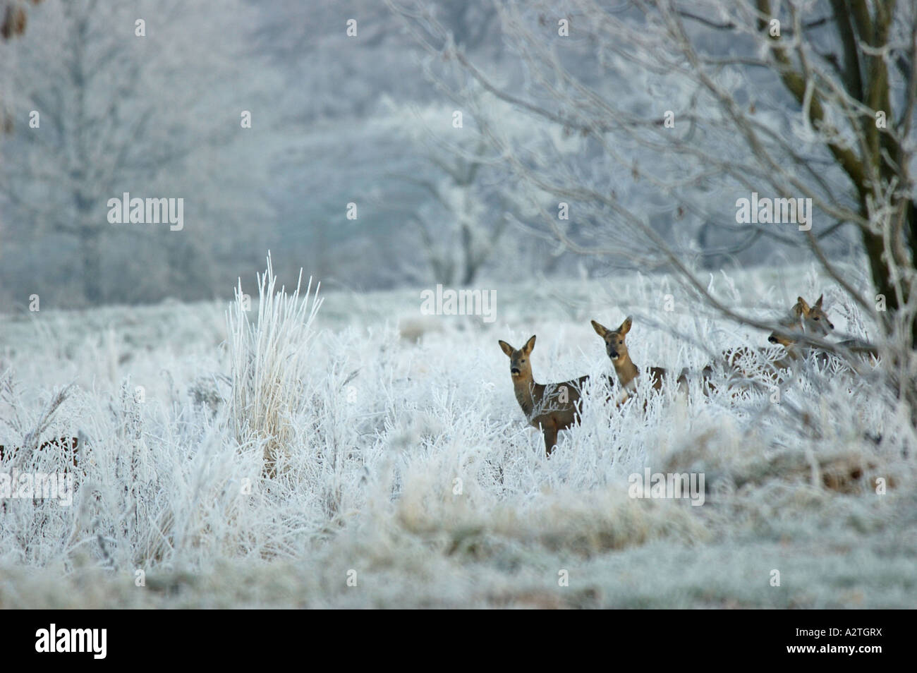 roe deer (Capreolus capreolus), on fallow land in hoar frost, Germany ...