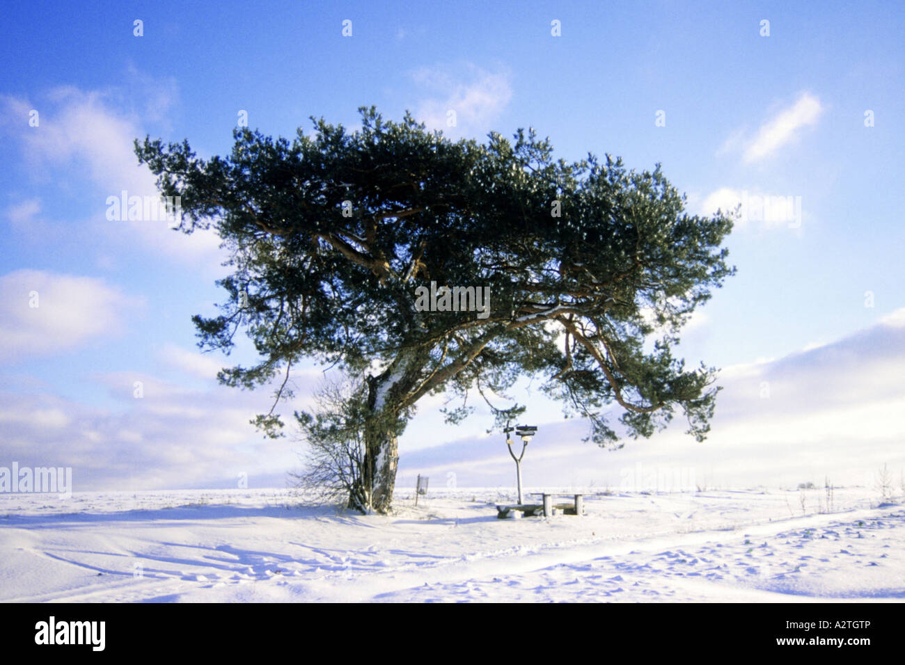 Scotch pine, scots pine (Pinus sylvestris), Tree in winter time ...