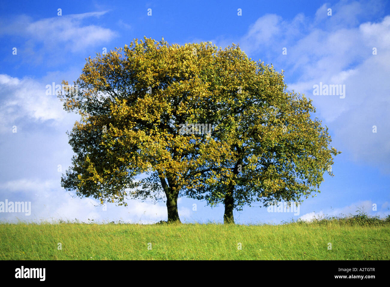 common oak, pedunculate oak, English oak (Quercus robur), Trees in ...