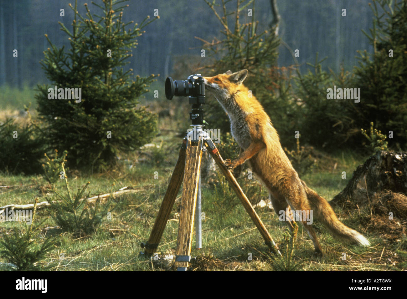 red fox (Vulpes vulpes), Red Fox Photographer, Germany Stock Photo - Alamy