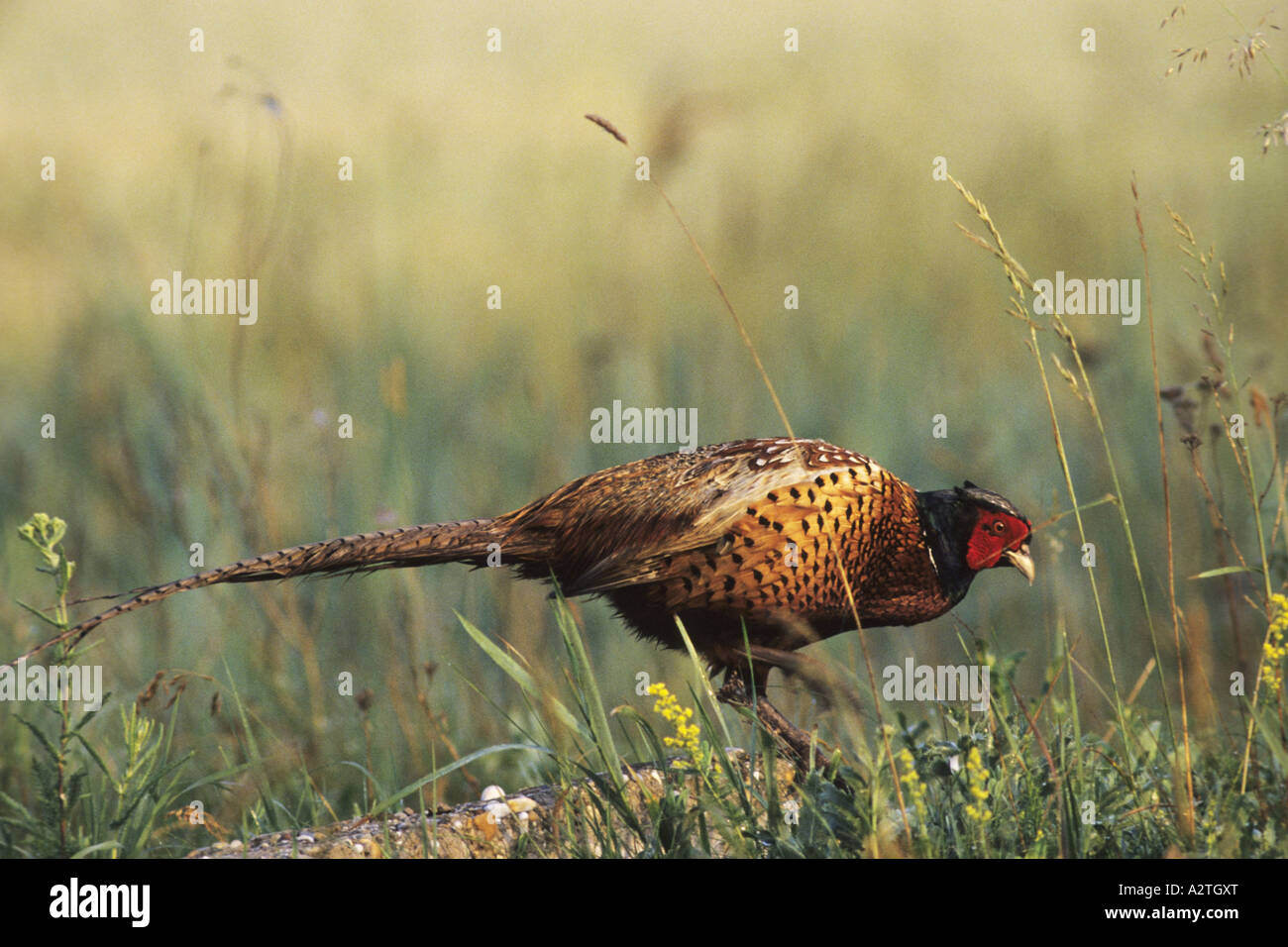 common pheasant, Caucasus Pheasant, Caucasian Pheasant (Phasianus ...