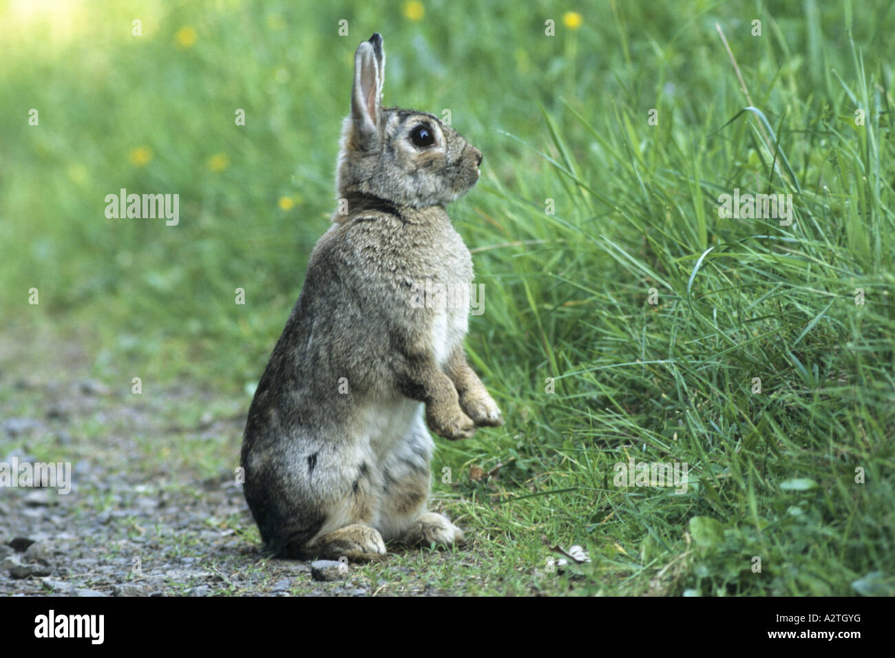 European rabbit (Oryctolagus cuniculus), in a meadow, Austria ...
