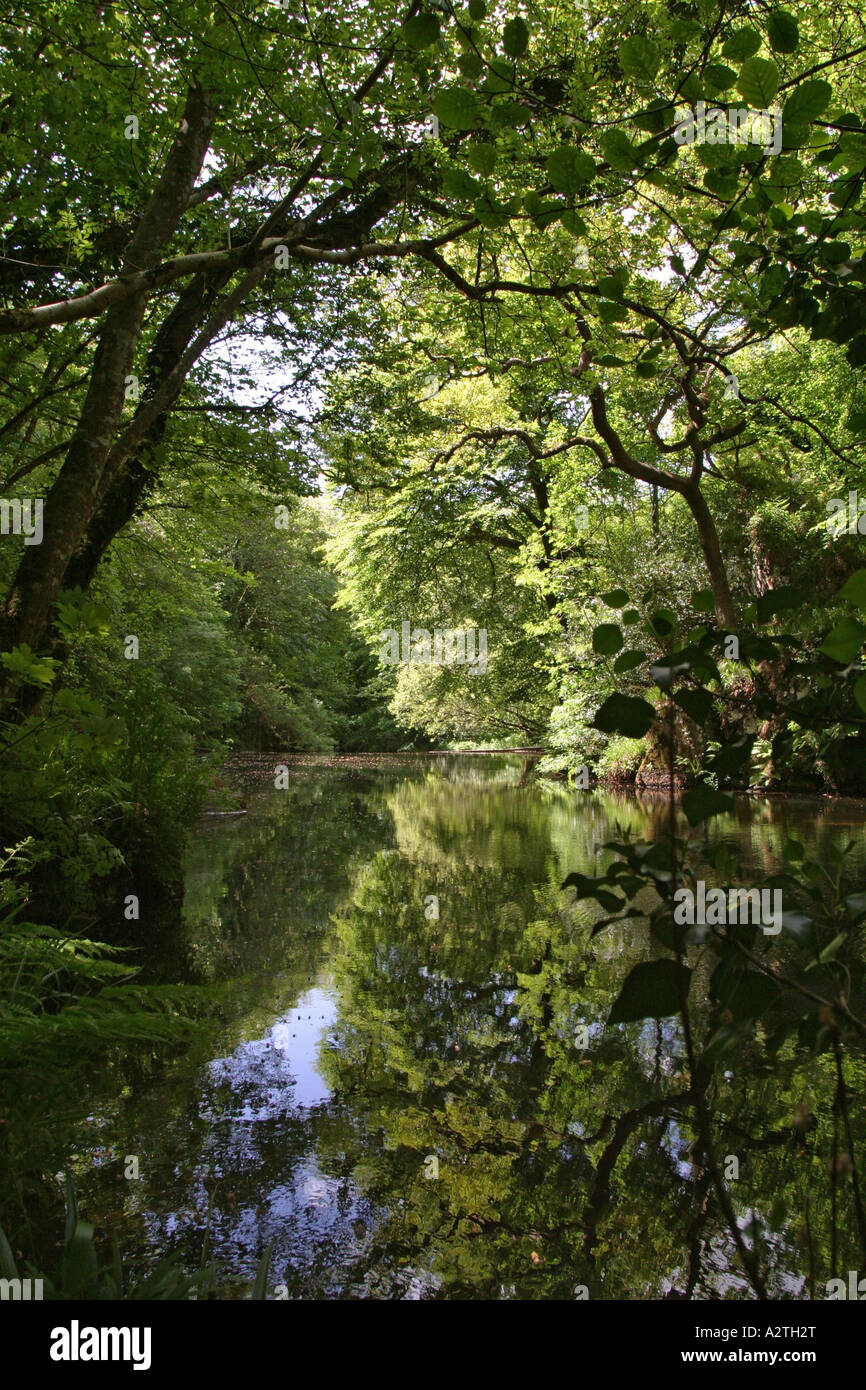 River Camel, Dunmere, Cornwall Stock Photo - Alamy
