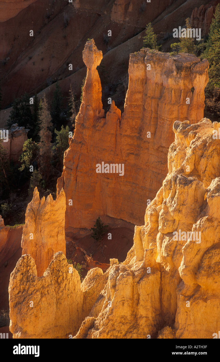 Backlit Sandstone Hoodoo s and Douglas fir trees Bryce Canyon ...