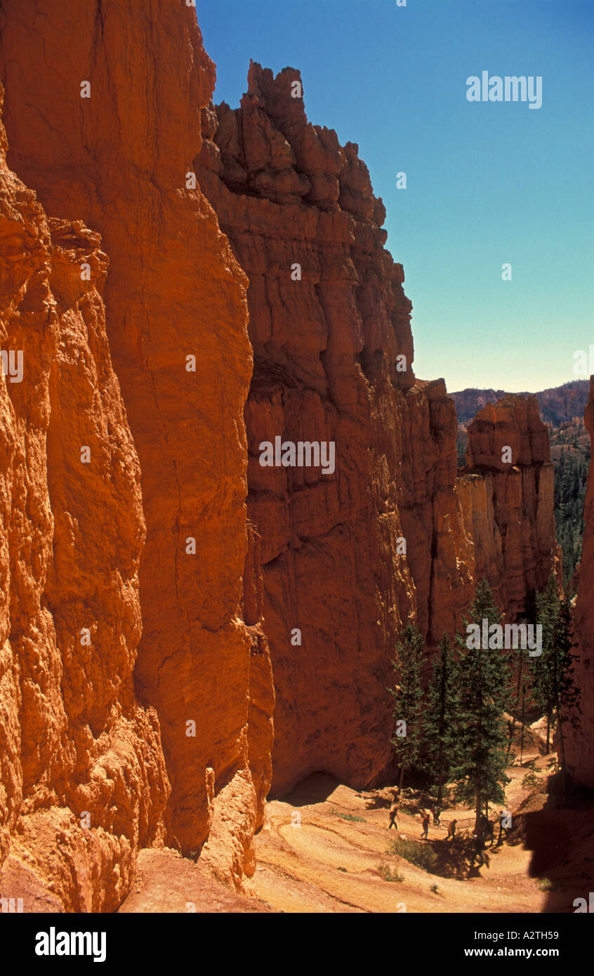 Backlit Sandstone Hoodoos and Douglas fir trees Bryce Canyon ...