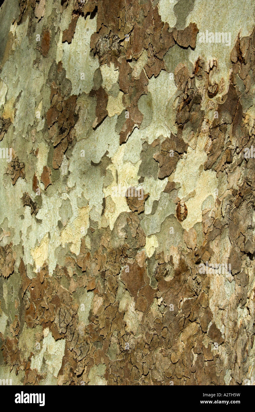 Bark patterns and colours of tree Stock Photo - Alamy