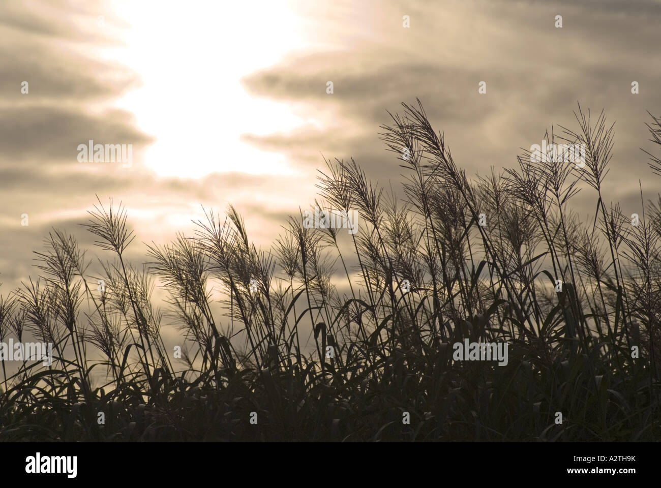Giant Miscanthus Miscanthus Giganteus High Resolution Stock Photography ...
