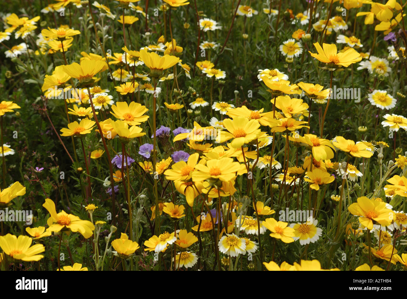 California carrizo plain wildflowers hi-res stock photography and ...