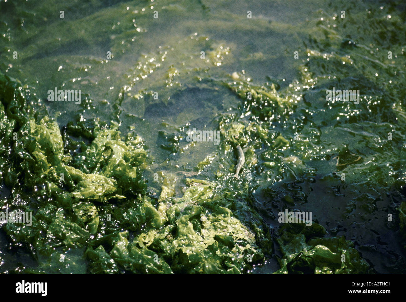 floating algae 1989 Stock Photo - Alamy