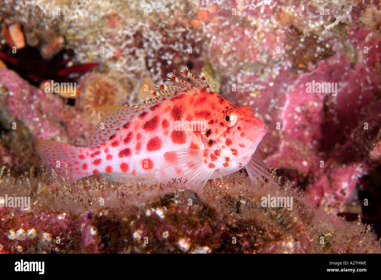 Coral hawkfish in the Galapagos island Stock Photo - Alamy
