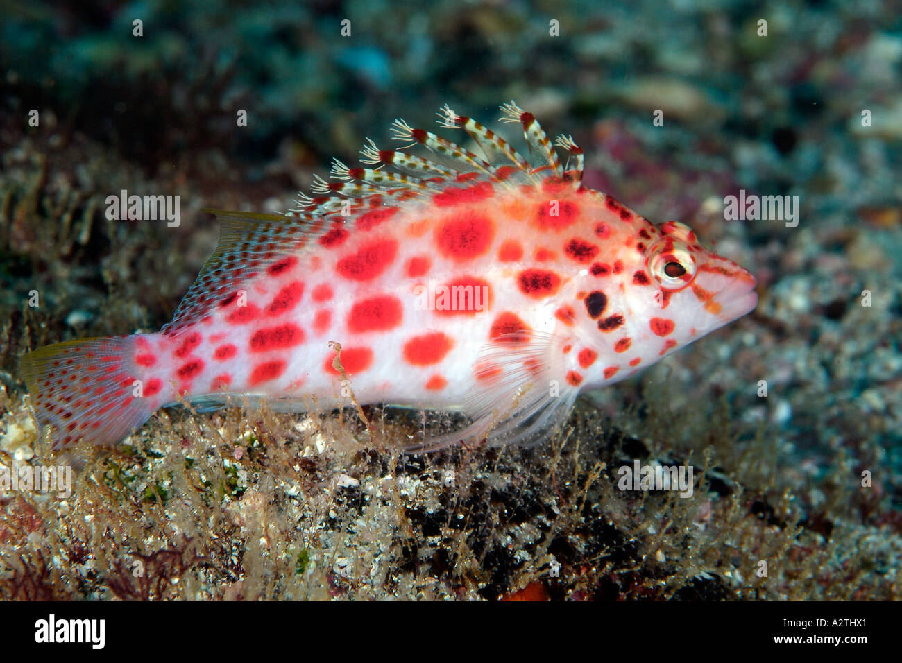 Coral hawkfish in the Galapagos island Stock Photo - Alamy