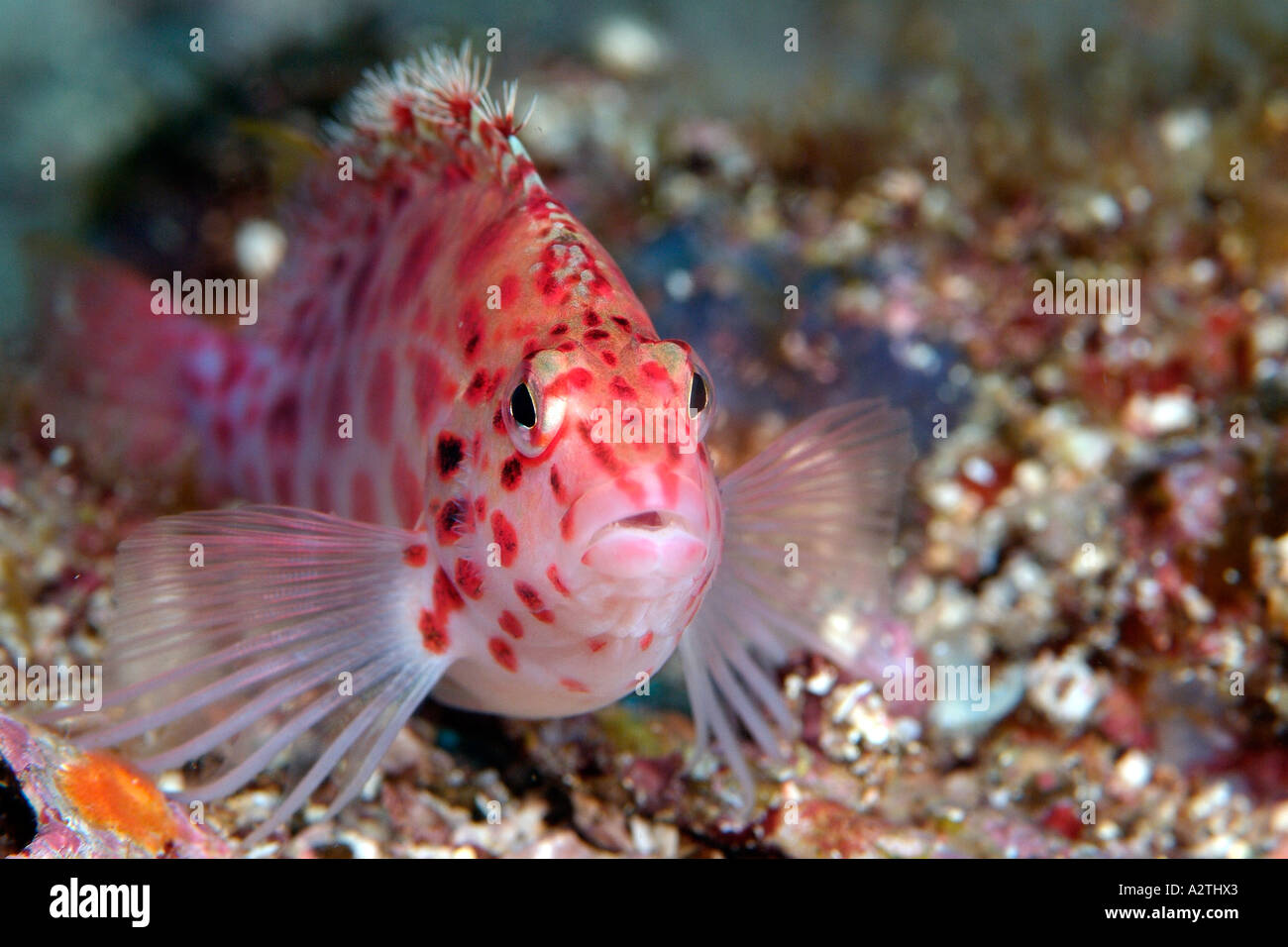 Coral hawkfish in the Galapagos island Stock Photo - Alamy