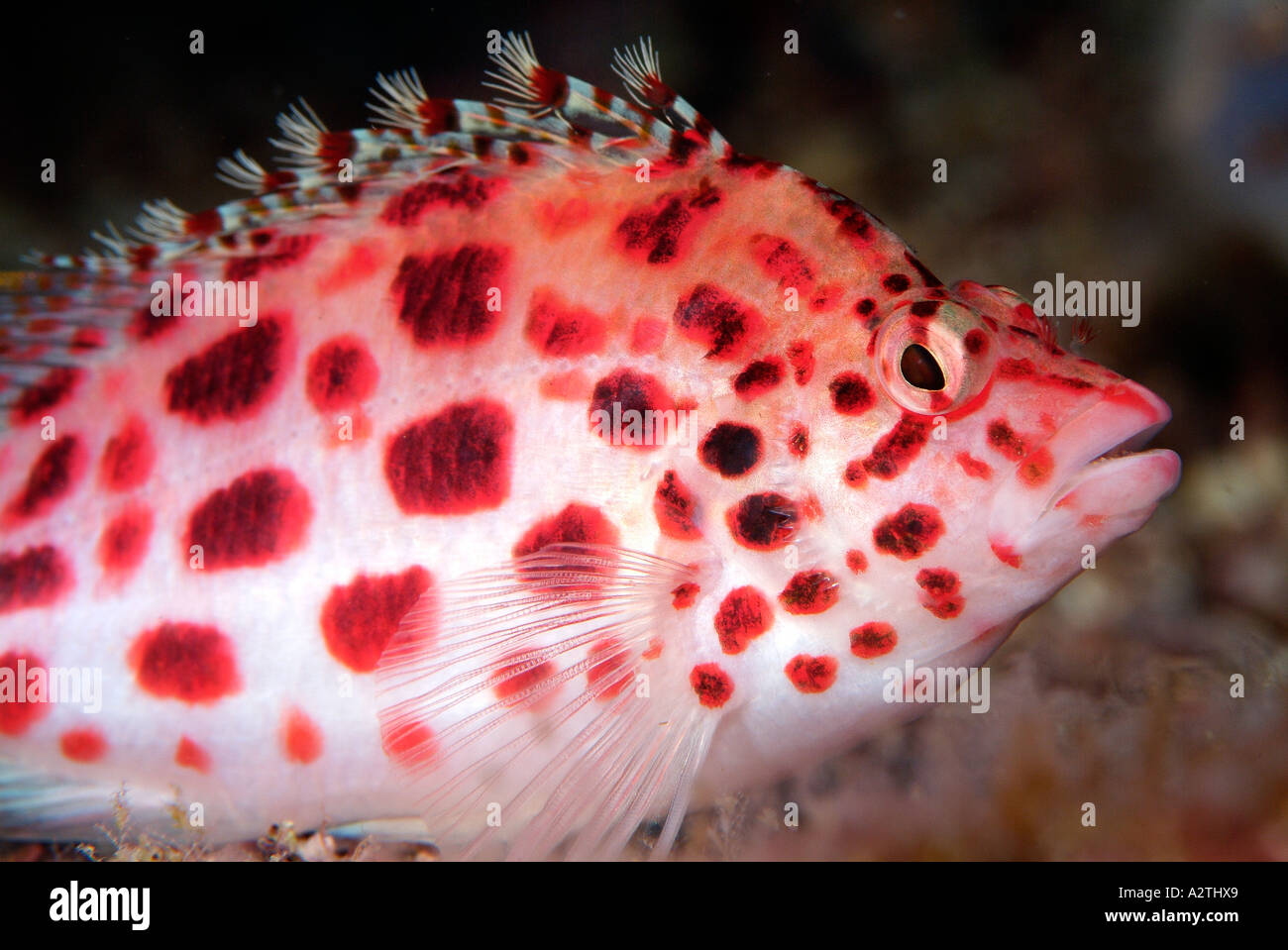Coral hawkfish in the Galapagos island Stock Photo - Alamy
