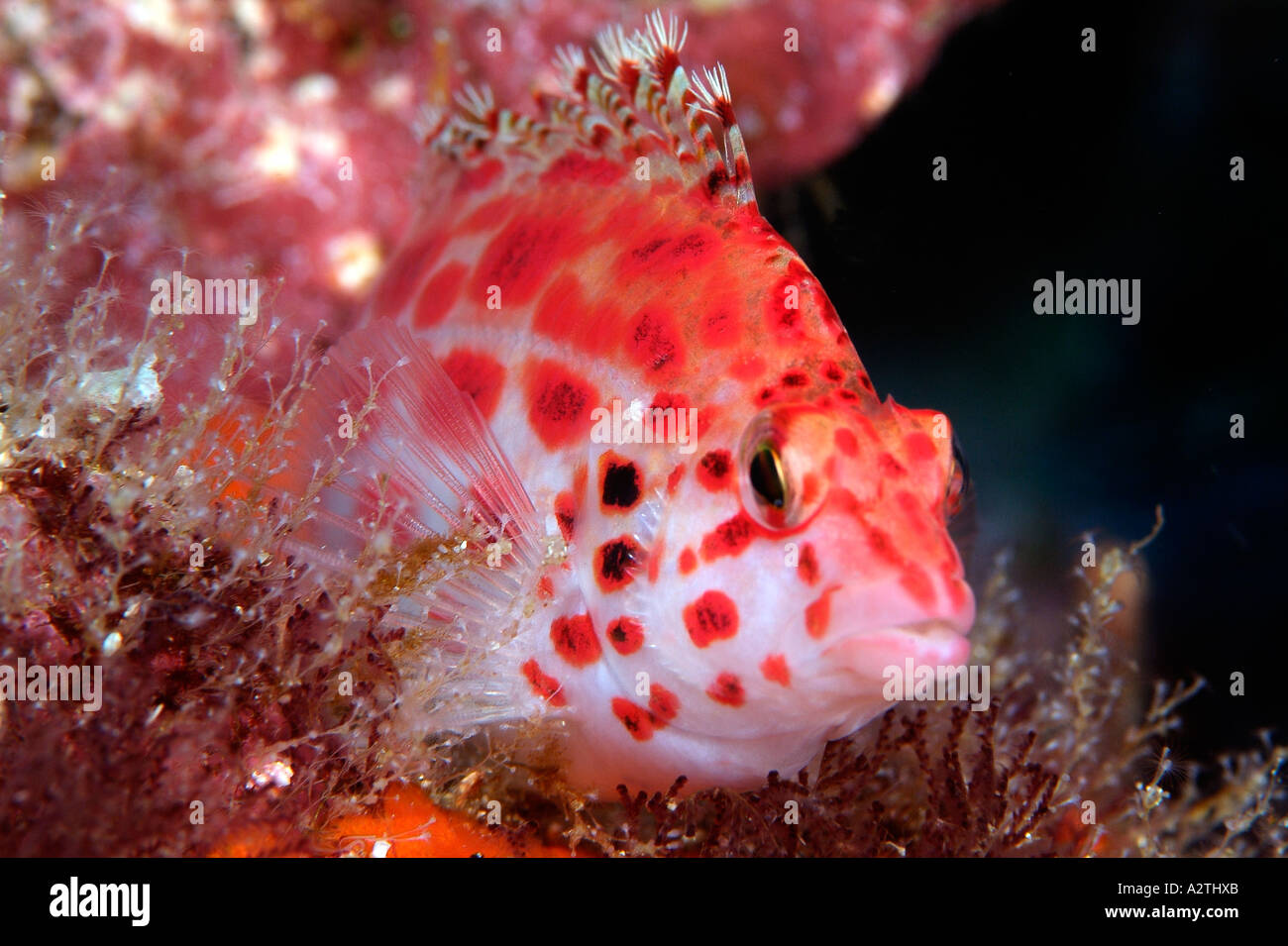 Coral hawkfish in the Galapagos island Stock Photo - Alamy