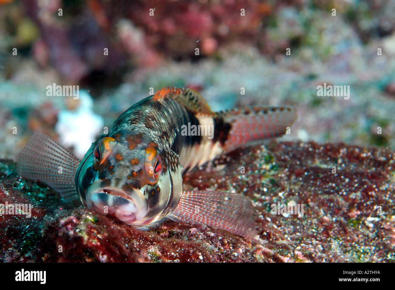 Barred serrano in the Galapagos Archipelago Stock Photo - Alamy